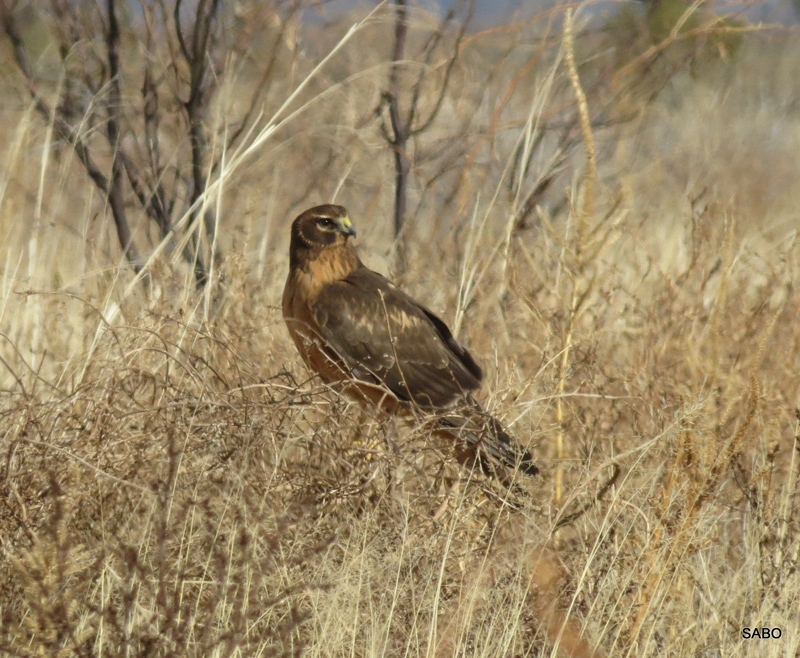 Image for Whitewater Draw Wildlife Area Walk