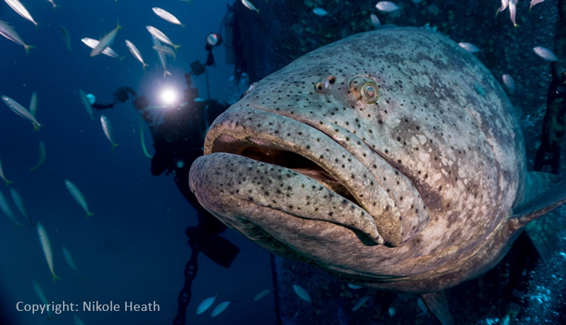 SFUPS GOLIATH GROUPER DIVE – SEPT 16 – South Florida Underwater ...