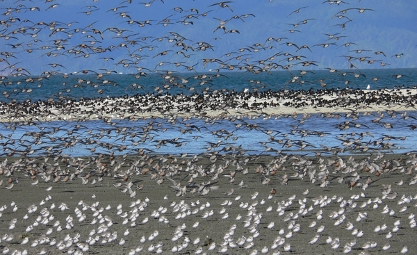 2021 NZ Bird Conference – Birds New Zealand