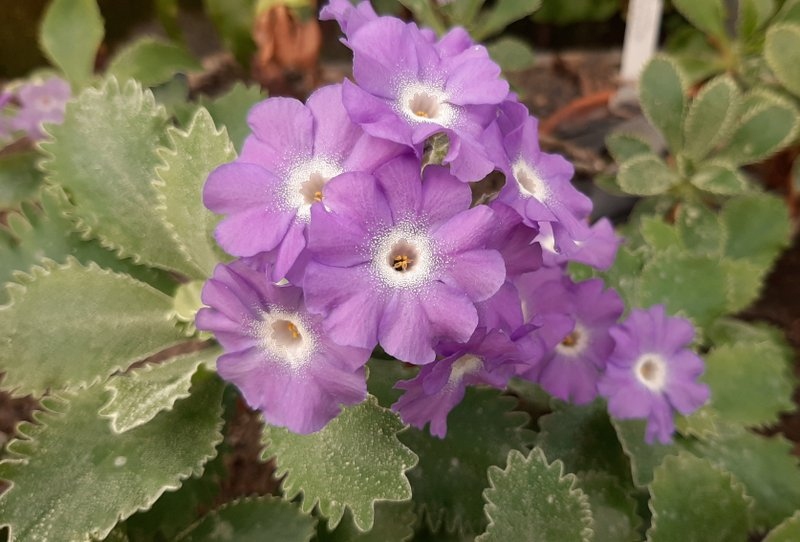 Saturday Visitation Sign-up