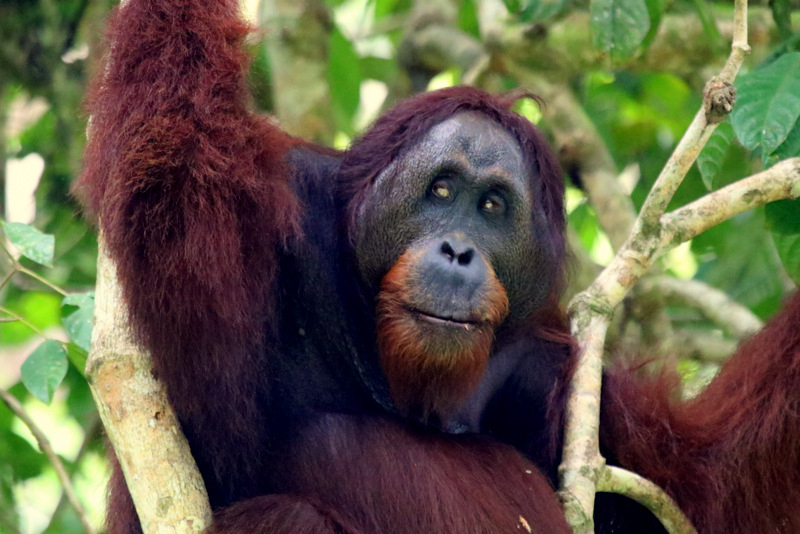 20th November 2023: Sabah and Raja Ampat – Nature Photography Society of NZ