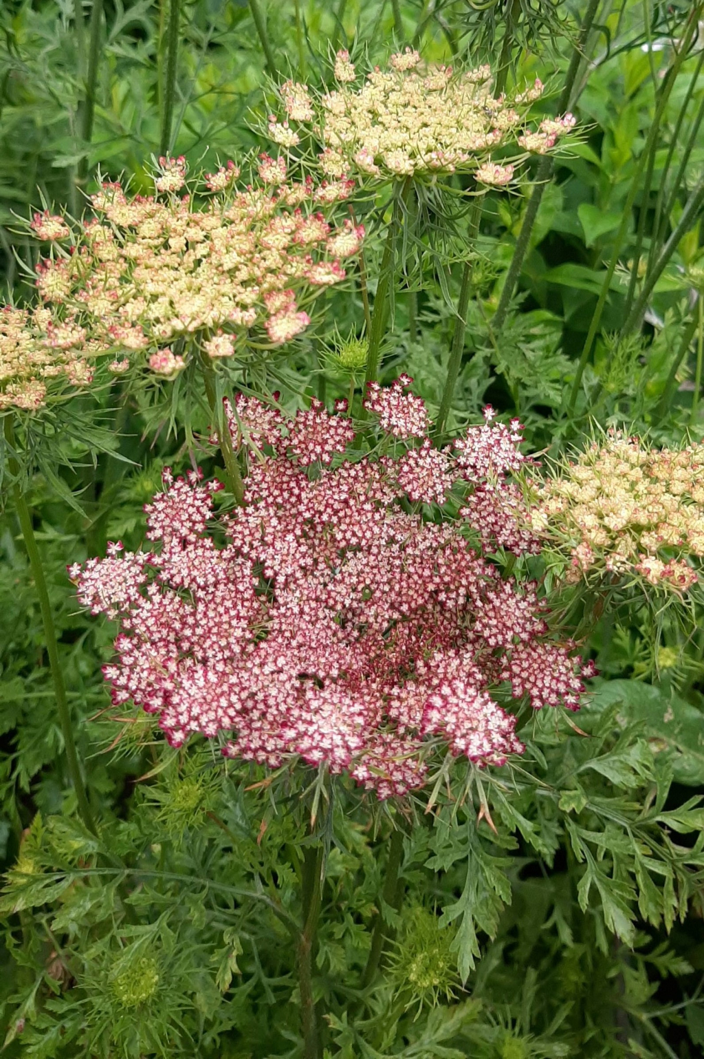 Saturday Visitation Sign-up