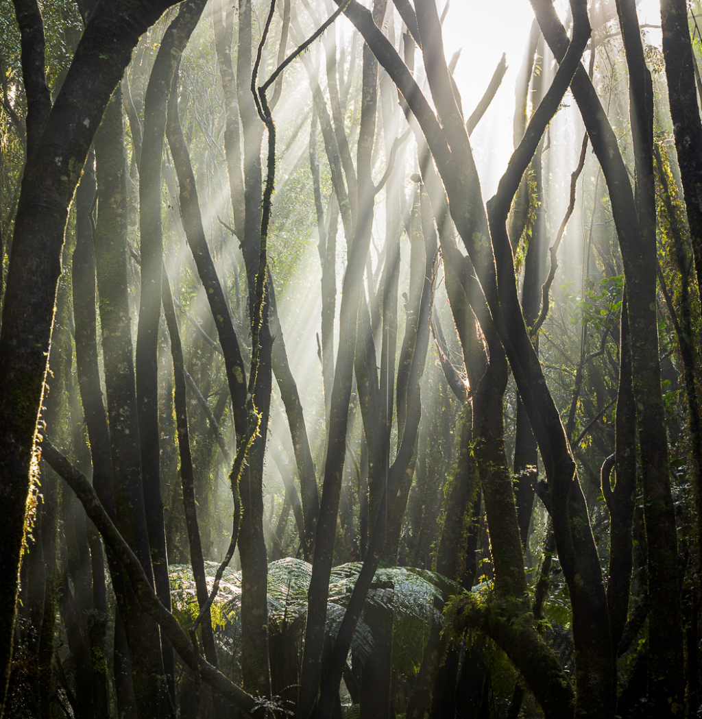 James Gibson Black & White Workshop Number 2 Post Processing – Nature ...