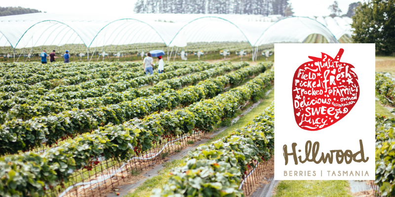 Tasmania – Hillwood Berries Farm Tour – Berries Australia