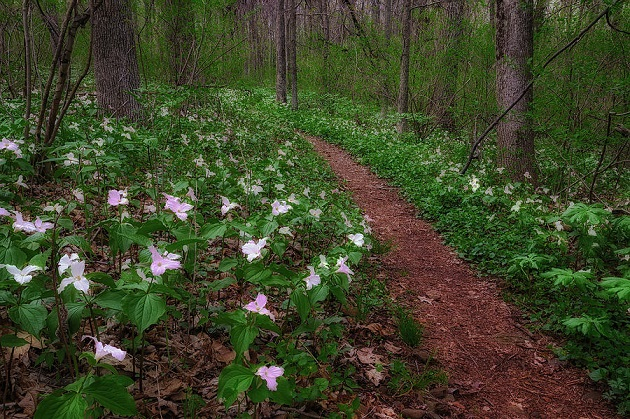 Spring Wildflower Walk at the Richard Thompson Wildlife Management Area ...