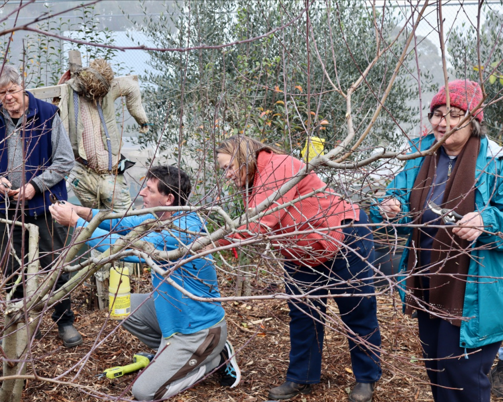 Image for Winter pruning of plum, peach and nectarine trees with Robin ...