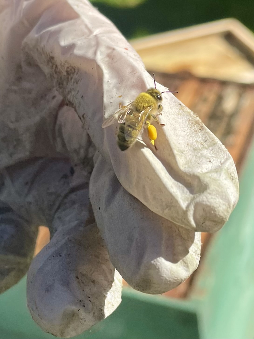 Image for Hive Check: Summer Inspections