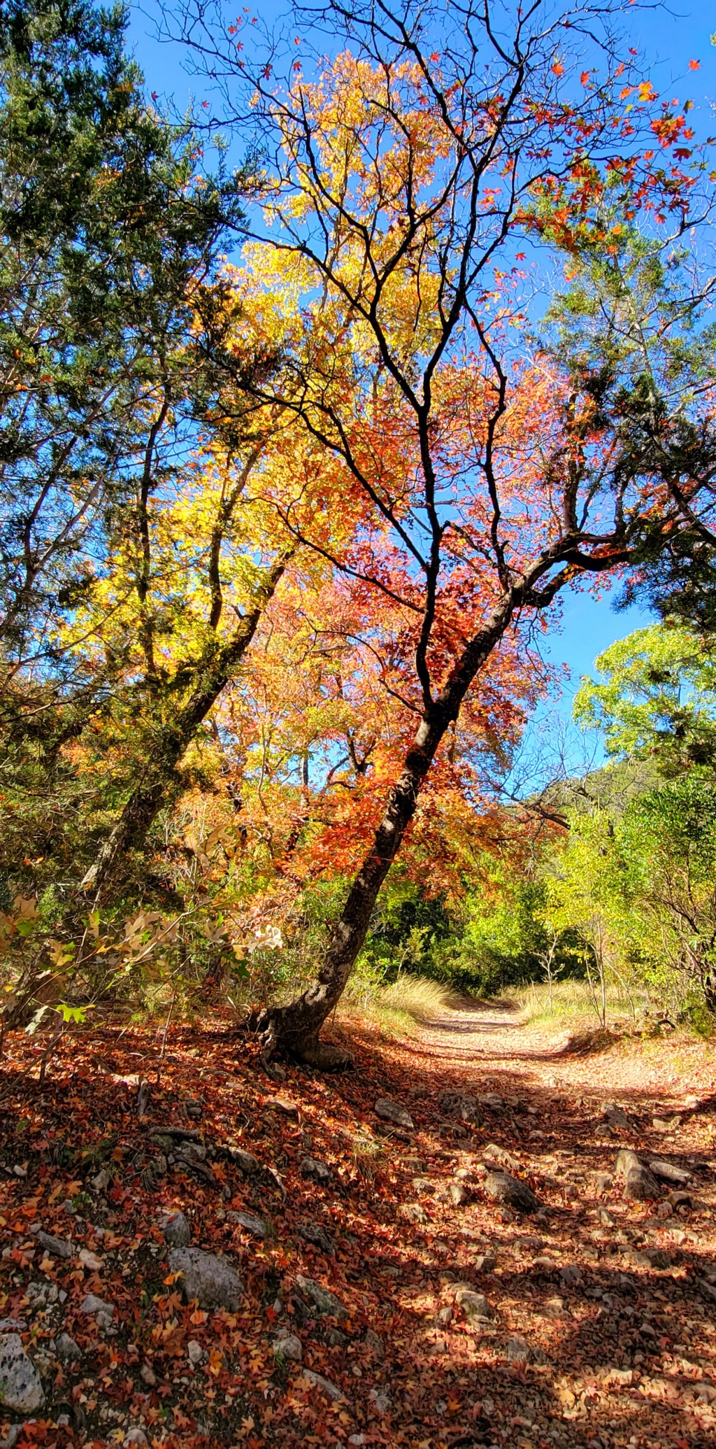 Fall Color Hike at Lost Maples State Natural Area – Hill Country Outdoors