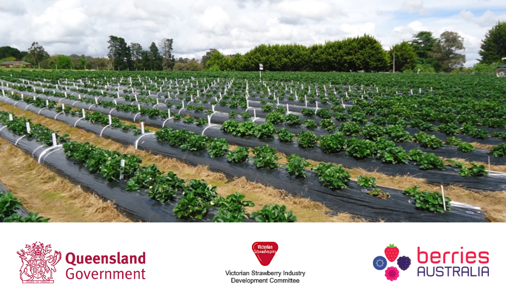 ASBP – Farm walk at the temperate breeding trial – Berries Australia