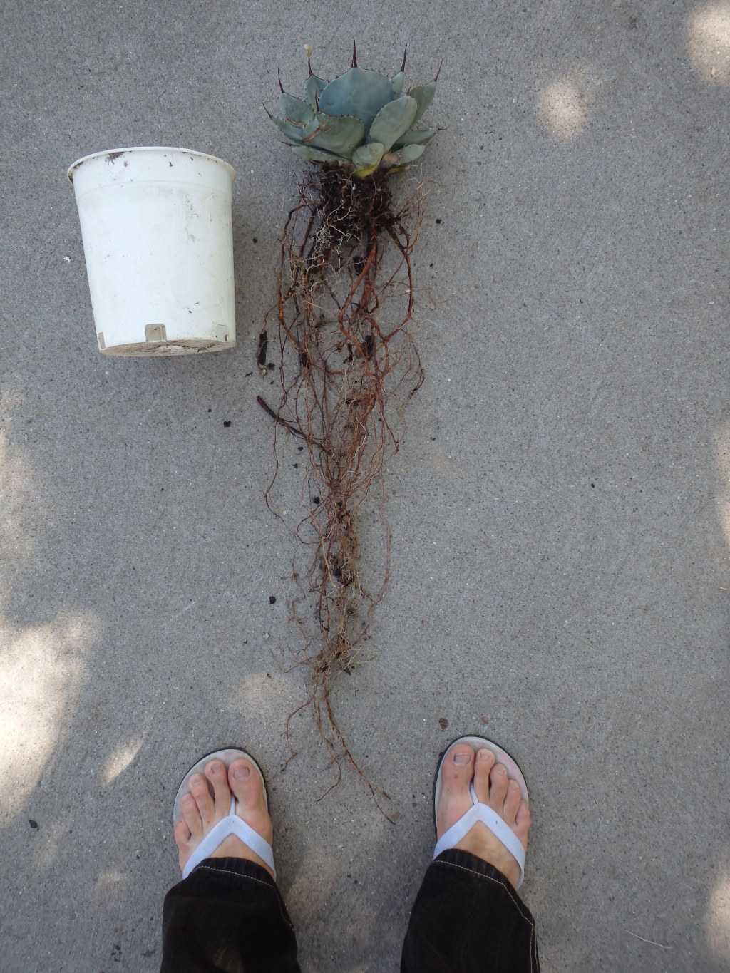 Image for Bare root planting hands-on workshop