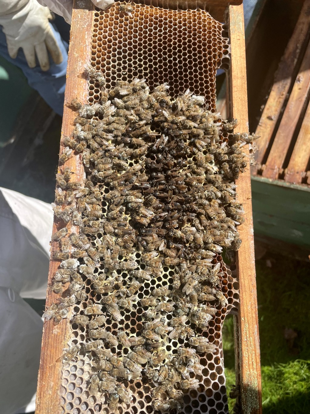 Image for My Bees are Dead: Hive Forensics with Jeff Steenbergen