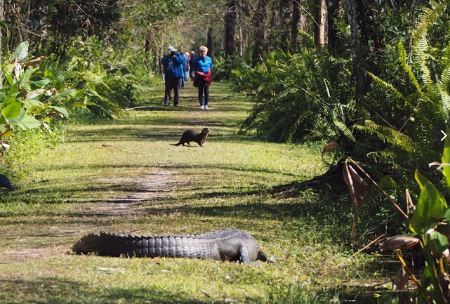 Image for Walk and Talk at CREW Bird Rookery Swamp
