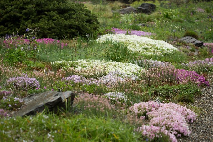 Native Plants for Small Spaces: Rock Gardens, Containers, Crevices and ...