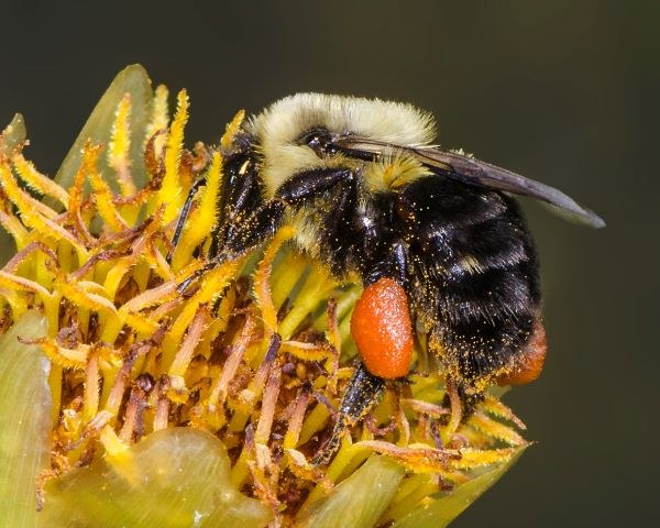 Bloomers and the Bugs They Love with John Lampkin