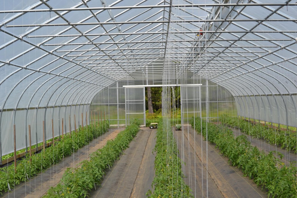 Image for How to Plan and Purchase a Greenhouse or High Tunnel