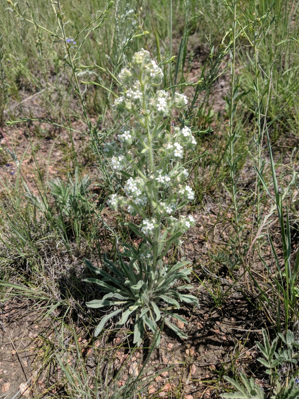 Image for SE chapter botany hike - Florissant Fossil Beds - Boulder ...