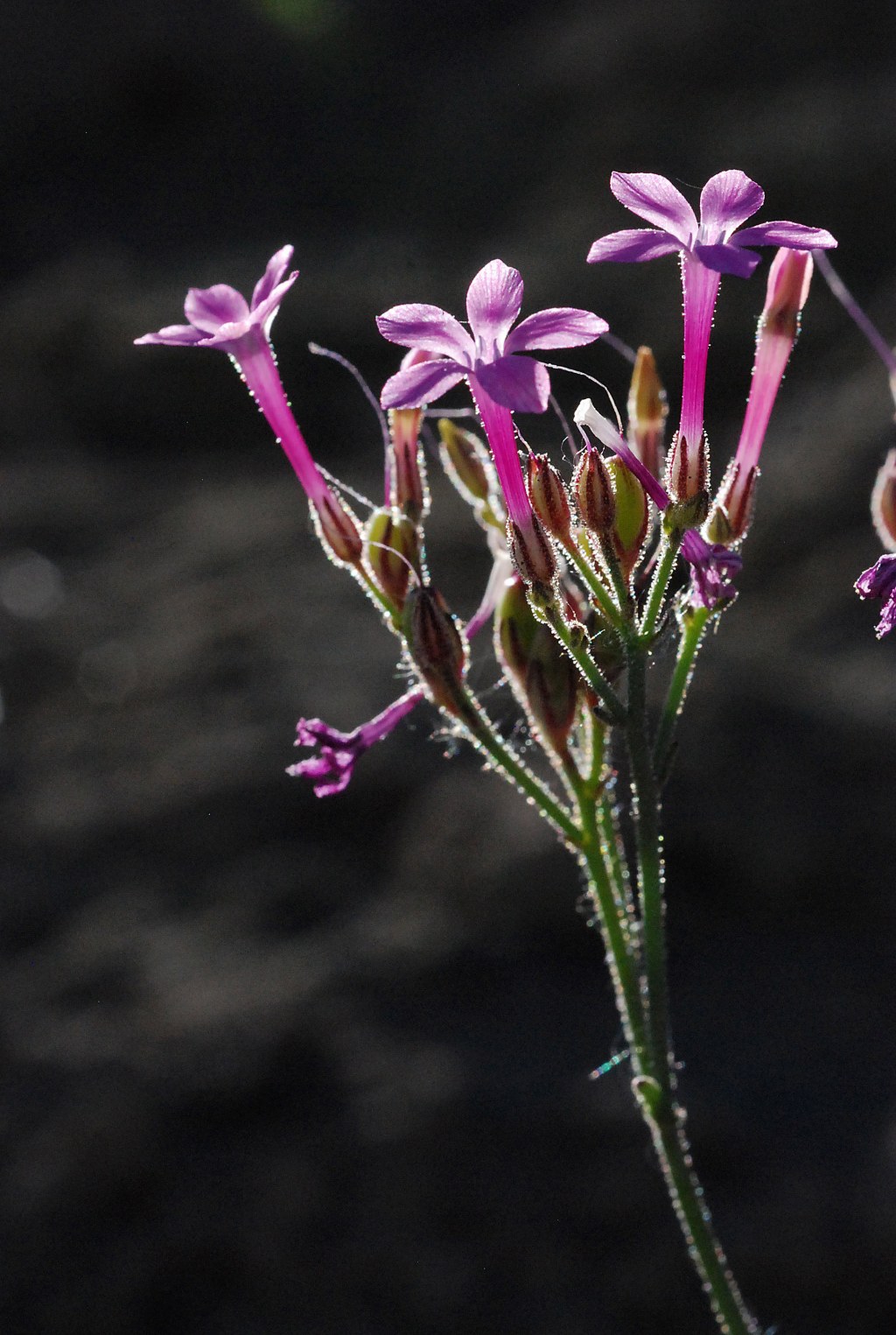 Image for Overend Mountain Park