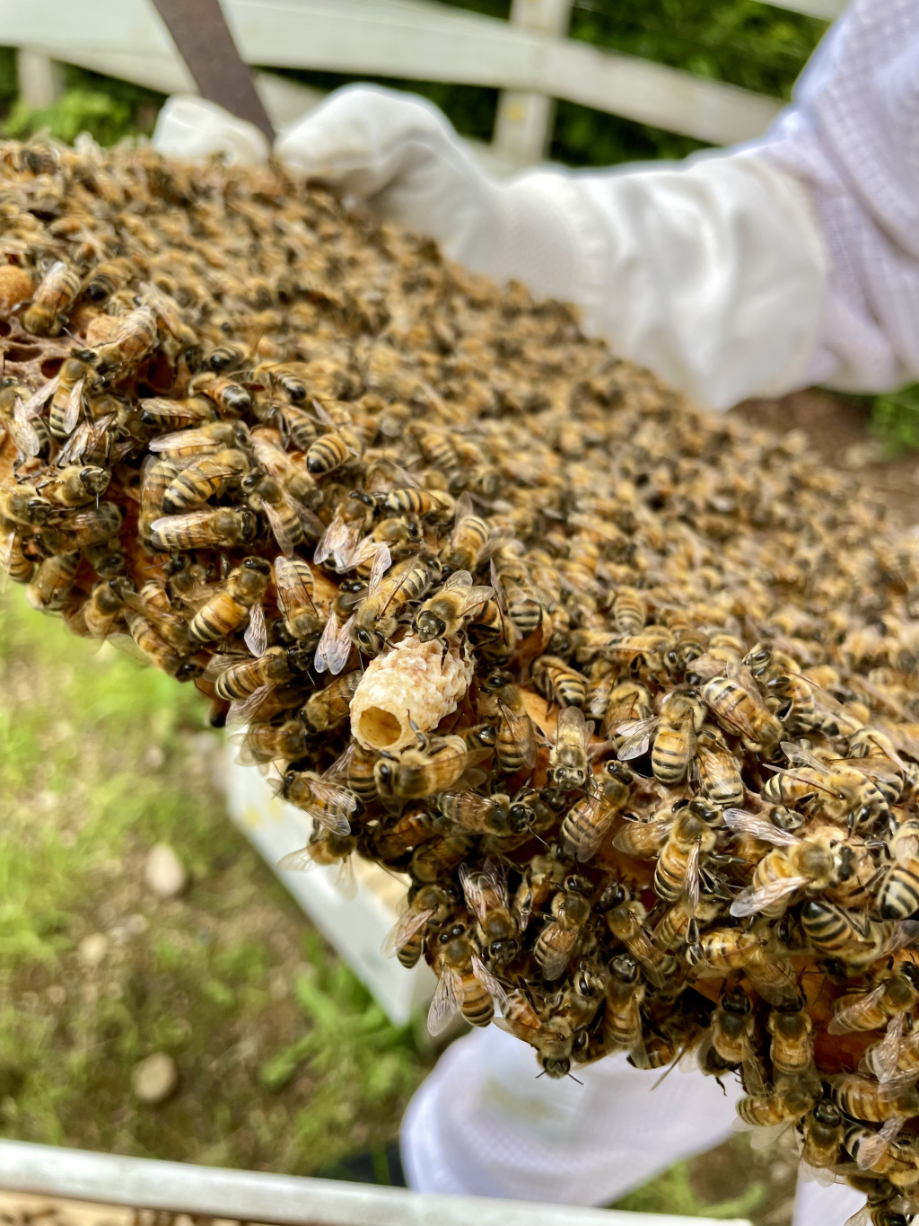 Image for Hive Check: Swarm prevention & splits, diseases, making space.