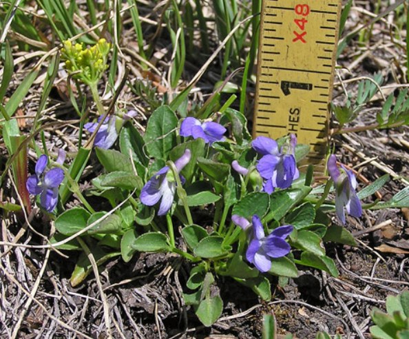 Image for San Luis Valley Chapter: Bog Violet Survey on Alamosa ...