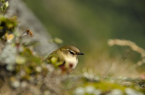 Simon Runting – Bird Photography Tips and Tweaks – Nature Photography ...