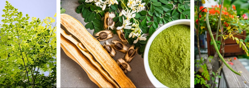 Moringa – Miracle Tree Medicine $20 Members – Arizona Herb Association